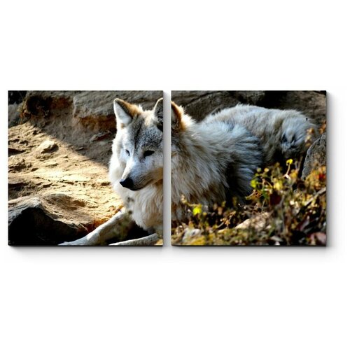 Модульная картина Гималайский волк 170x85
