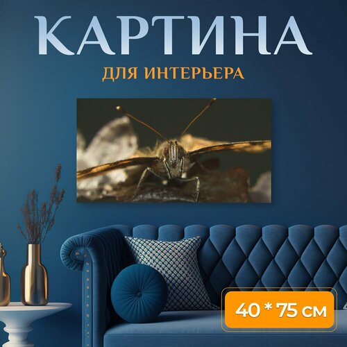Картина на холсте "Бабочка, в, насекомые" на подрамнике 75х40 см. для интерьера
