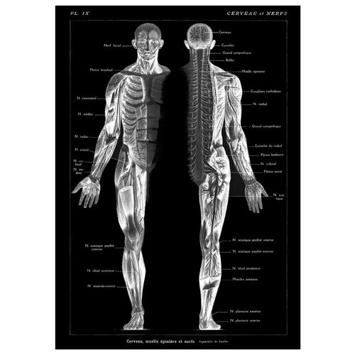 Плакат, постер на холсте анатомический атлас человека. Мышцы и скелет. Черный фон. Размер 60 х 84 см