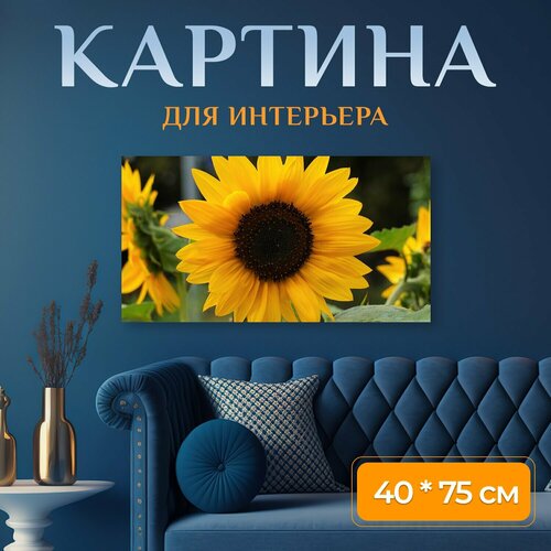 Картина на холсте "Подсолнечник, цветок, завод" на подрамнике 75х40 см. для интерьера