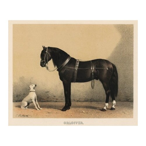 Плакат, постер на холсте Орловская рысистая лошадь (Орлоффер) и белая собака. Размер 60 х 84 см