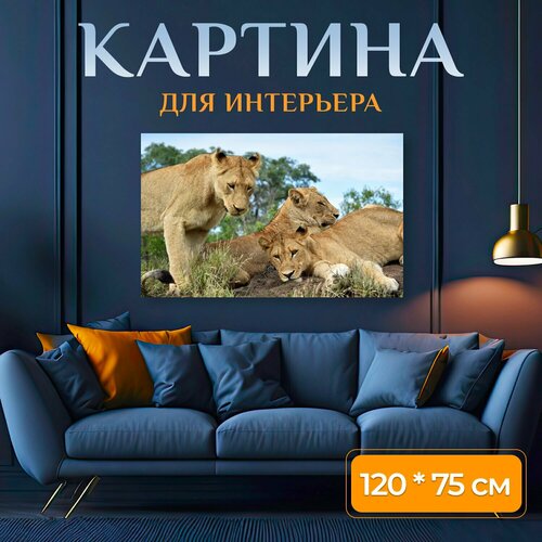 Картина на холсте "Львы, плотоядное животное, хищник" на подрамнике 120х75 см. для интерьера