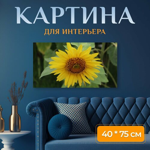 Картина на холсте "Подсолнечник, цветок, желтый" на подрамнике 75х40 см. для интерьера