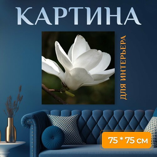 Картина на холсте "Цветок, белый, магнолия" на подрамнике 75х75 см. для интерьера
