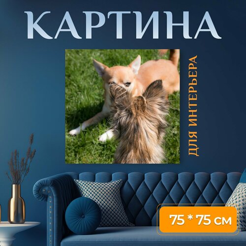 Картина на холсте "Чиуауа, собака, чивава" на подрамнике 75х75 см. для интерьера