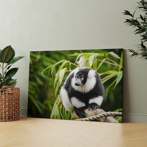 Картина на холсте (черный лемур белый карликовый гиббон приматы) 40x60 см/для интерьера/в комнату/на стену/в подарок