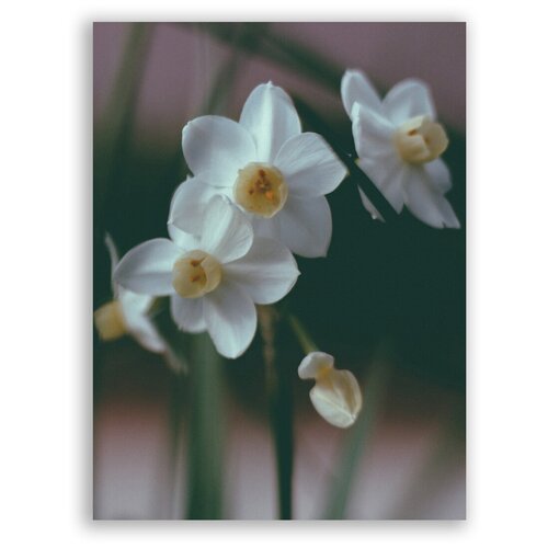 Гравюра Постер на бумаге / Narcissus / Нарцисс