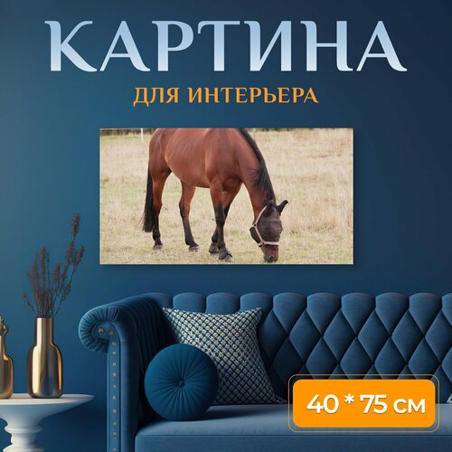 Картина на холсте "Лошадь, связь, коричневый" на подрамнике 75х40 см. для интерьера