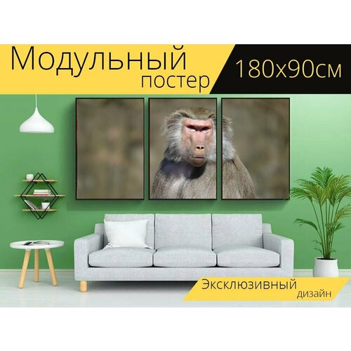 Модульный постер "Обезьяна, зоопарк, hellabrunn" 180 x 90 см. для интерьера