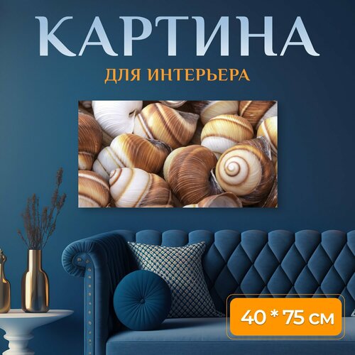 Картина на холсте "Улитки, оболочка, моллюск" на подрамнике 75х40 см. для интерьера