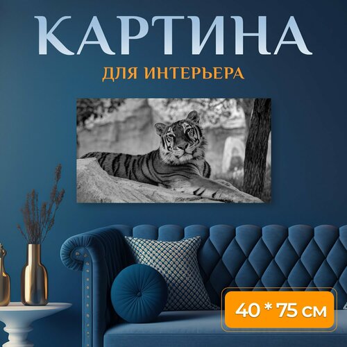 Картина на холсте "Тигр, животное, кошачий" на подрамнике 75х40 см. для интерьера