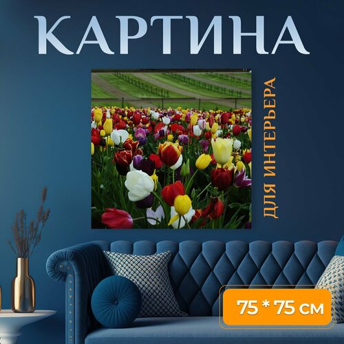 Картина на холсте "Тюльпан, природа, поля тюльпанов" на подрамнике 75х75 см. для интерьера