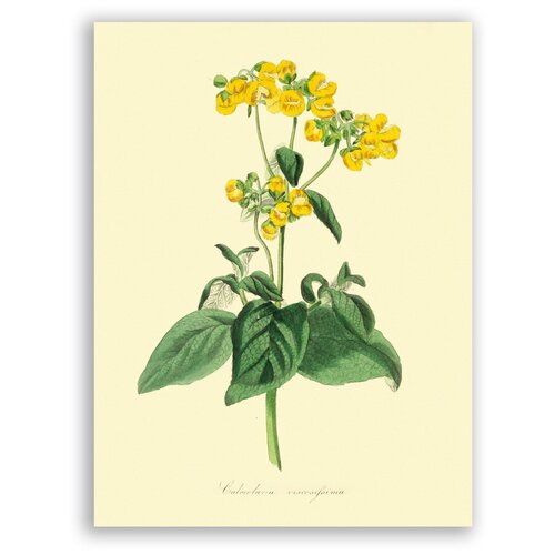 Гравюра Постер на бумаге / Calceolaria Integrifolia Viscosissima