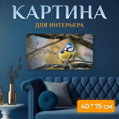 Картина на холсте "Лазоревка, синица, певчая птица" на подрамнике 75х40 см. для интерьера