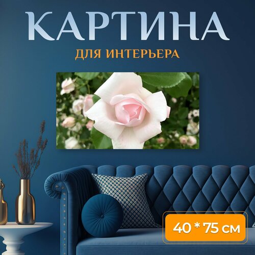 Картина на холсте "Розовый, роза, цветок" на подрамнике 75х40 см. для интерьера