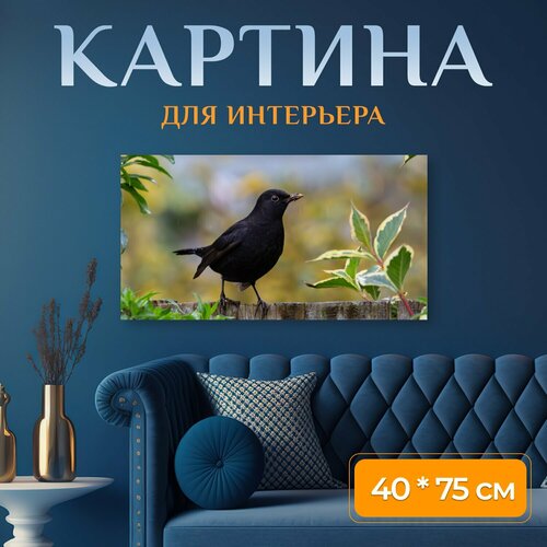 Картина на холсте "Птица, черный дрозд, клюв" на подрамнике 75х40 см. для интерьера