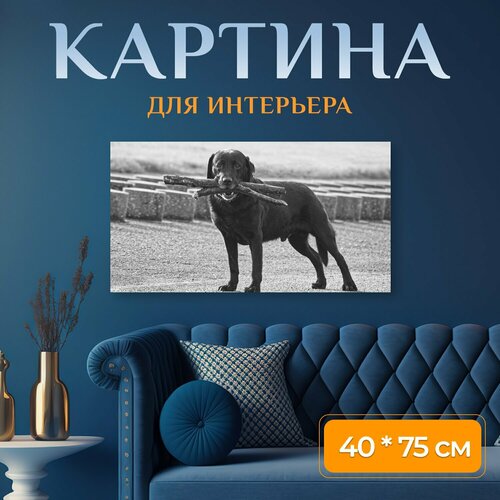 Картина на холсте "Лабрадор, породы собак, чернить" на подрамнике 75х40 см. для интерьера