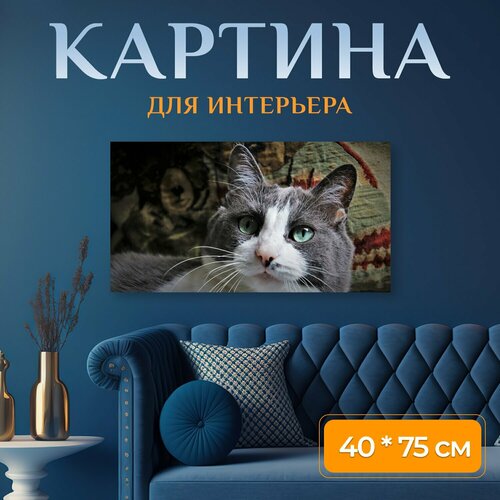 Картина на холсте "Кошка, усы, голова" на подрамнике 75х40 см. для интерьера