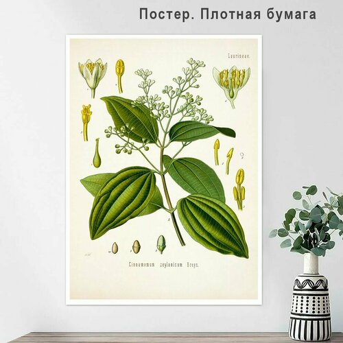 Постер, плакат Ботанические растения из иллюстраций 40х60см