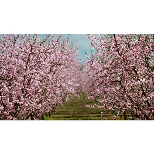 Картина на холсте 60x110 LinxOne "Сад весна цветение природа" интерьерная для дома / на стену / на кухню / с подрамником