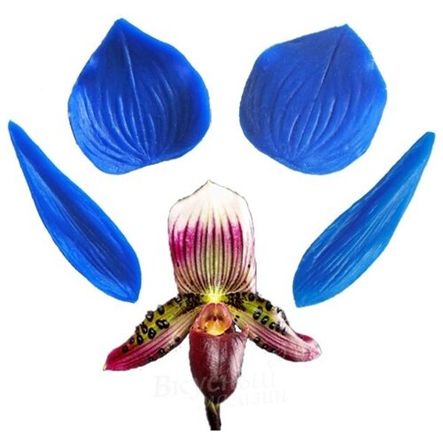 Вайнер Орхидея Леди слиппер 7 см. vnr158
