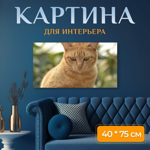 Картина на холсте "Оранжевый кот сидел, глядя вниз, домашний питомец" на подрамнике 75х40 см. для интерьера
