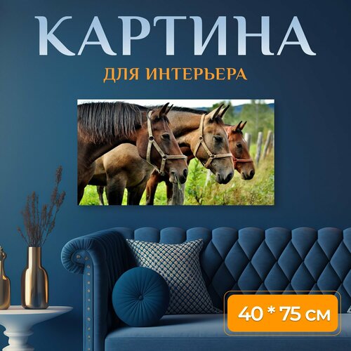 Картина на холсте "Лошади, животные, лошадь" на подрамнике 75х40 см. для интерьера