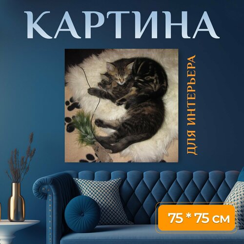 Картина на холсте "Котенок, спать, шерсть" на подрамнике 75х75 см. для интерьера