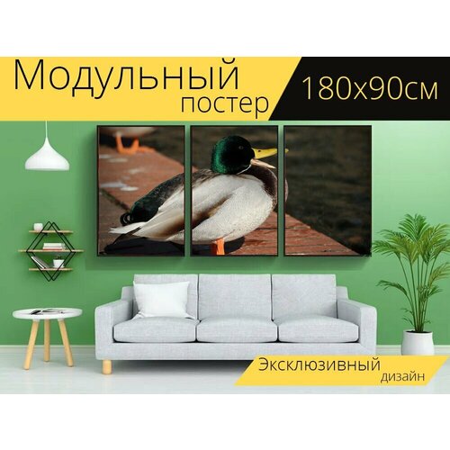 Модульный постер "Водоплавающая птица, утка, селезень" 180 x 90 см. для интерьера