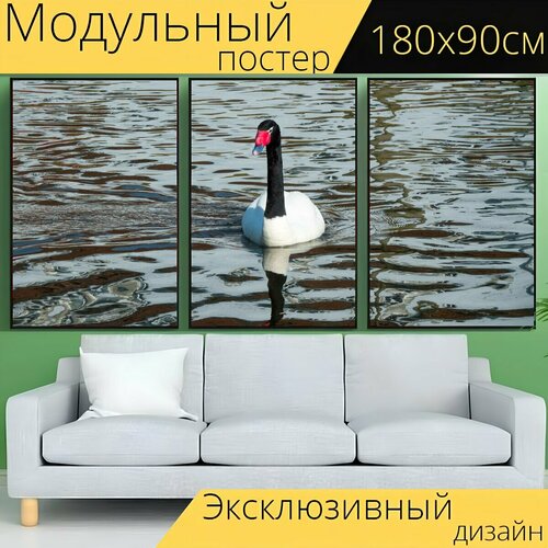 Модульный постер "Лебедь с черной шеей, лебедь, птица" 180 x 90 см. для интерьера