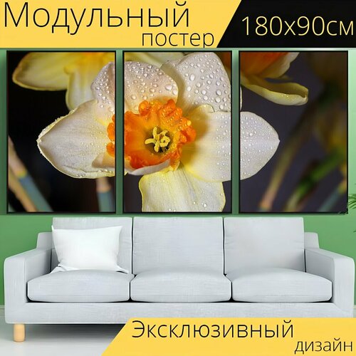 Модульный постер "Нарцисс, цветок, роса" 180 x 90 см. для интерьера