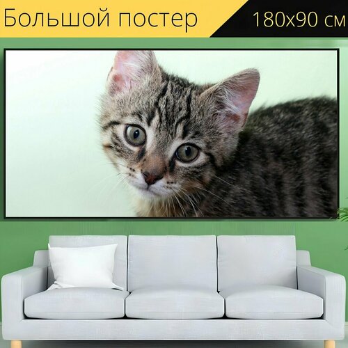 Большой постер "Кот, небольшой, кошка ребенок" 180 x 90 см. для интерьера