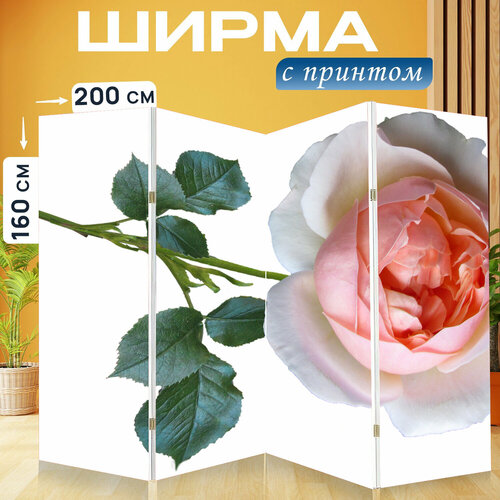 Ширма перегородка с принтом "Роза, цветок, осень" на холсте - 200x160 см. для зонирования, раскладная