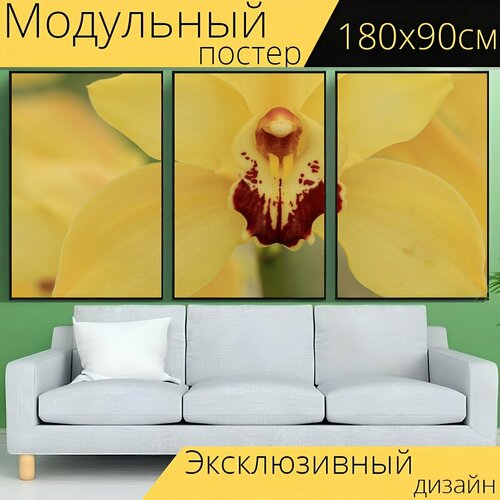 Модульный постер "Орхидея, фаленопсис, цветок" 180 x 90 см. для интерьера