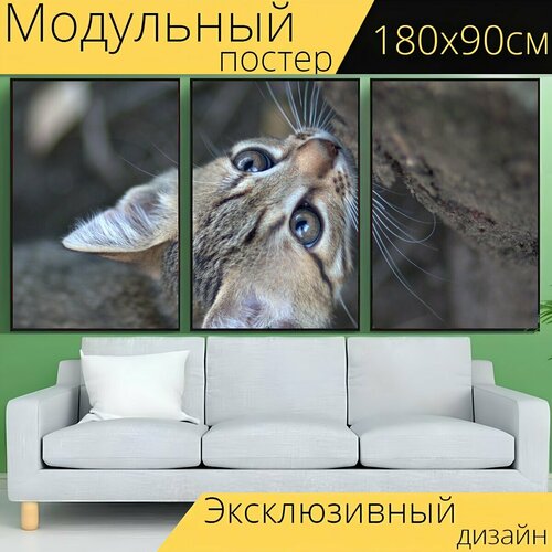 Модульный постер "Кот, маленький, кошачий" 180 x 90 см. для интерьера