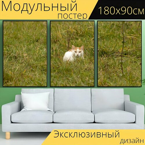 Модульный постер "Кошка, домашняя кошка, котенок" 180 x 90 см. для интерьера