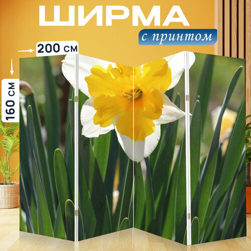 Ширма перегородка с принтом "Нарциссы, белый цветок, цветок" на холсте - 200x160 см. для зонирования, раскладная