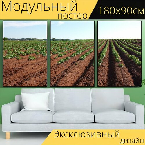 Модульный постер "Картошка, поле, посевы" 180 x 90 см. для интерьера
