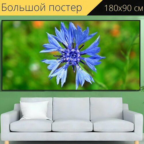Большой постер "Васильковый, цветок, синий" 180 x 90 см. для интерьера