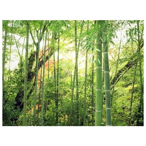 Постер на холсте Бамбук (Bamboo) №6 67см. x 50см.