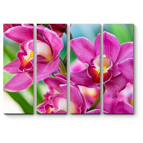 Модульная картина Тайские орхидеи, Чиангмай (Таиланд) 70x53