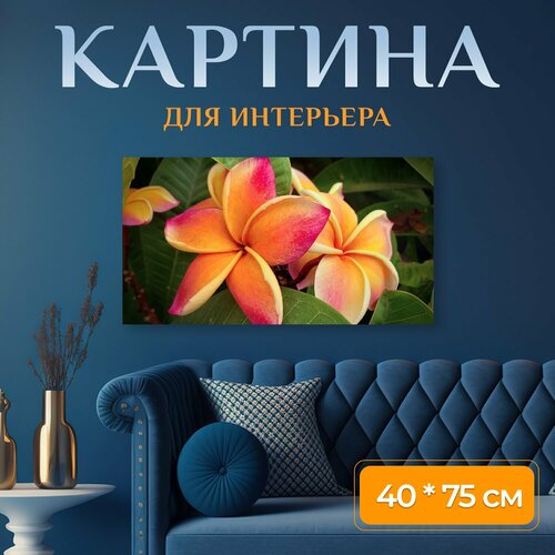 Картина на холсте "Плюмерия, цветок, сад" на подрамнике 75х40 см. для интерьера