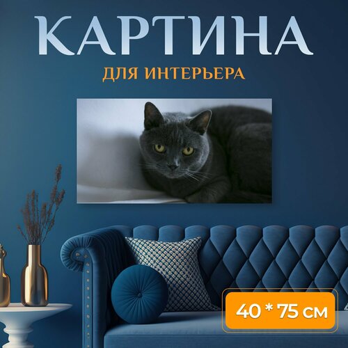 Картина на холсте "Кошка, китти, домашний питомец" на подрамнике 75х40 см. для интерьера