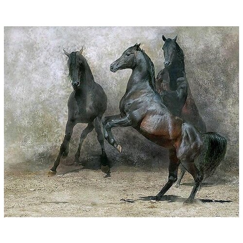 Постер на холсте Лошади (Horses) №7 49см. x 40см.