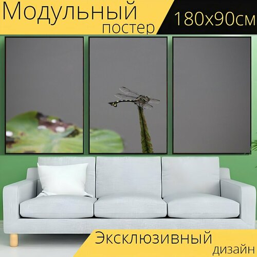 Модульный постер "Стрекоза, насекомое, листьев лотоса" 180 x 90 см. для интерьера