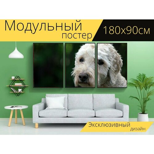 Модульный постер "Пудель, собака, стандарт" 180 x 90 см. для интерьера