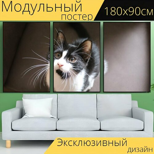 Модульный постер "Кот, домашняя кошка, животное" 180 x 90 см. для интерьера