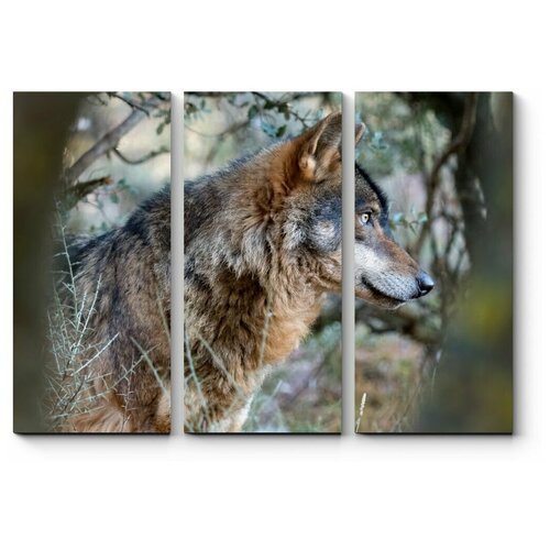 Модульная картина Волк спрятался между деревьями 110x79