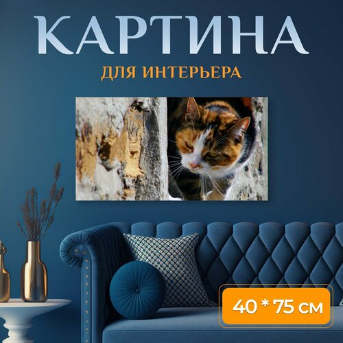 Картина на холсте "Кот, домашняя кошка, короткие волосы" на подрамнике 75х40 см. для интерьера