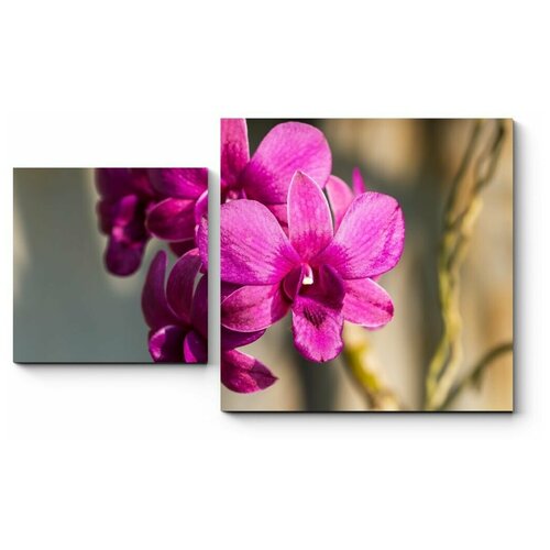Модульная картина Королева цветов - прекрасная орхидея 60x36